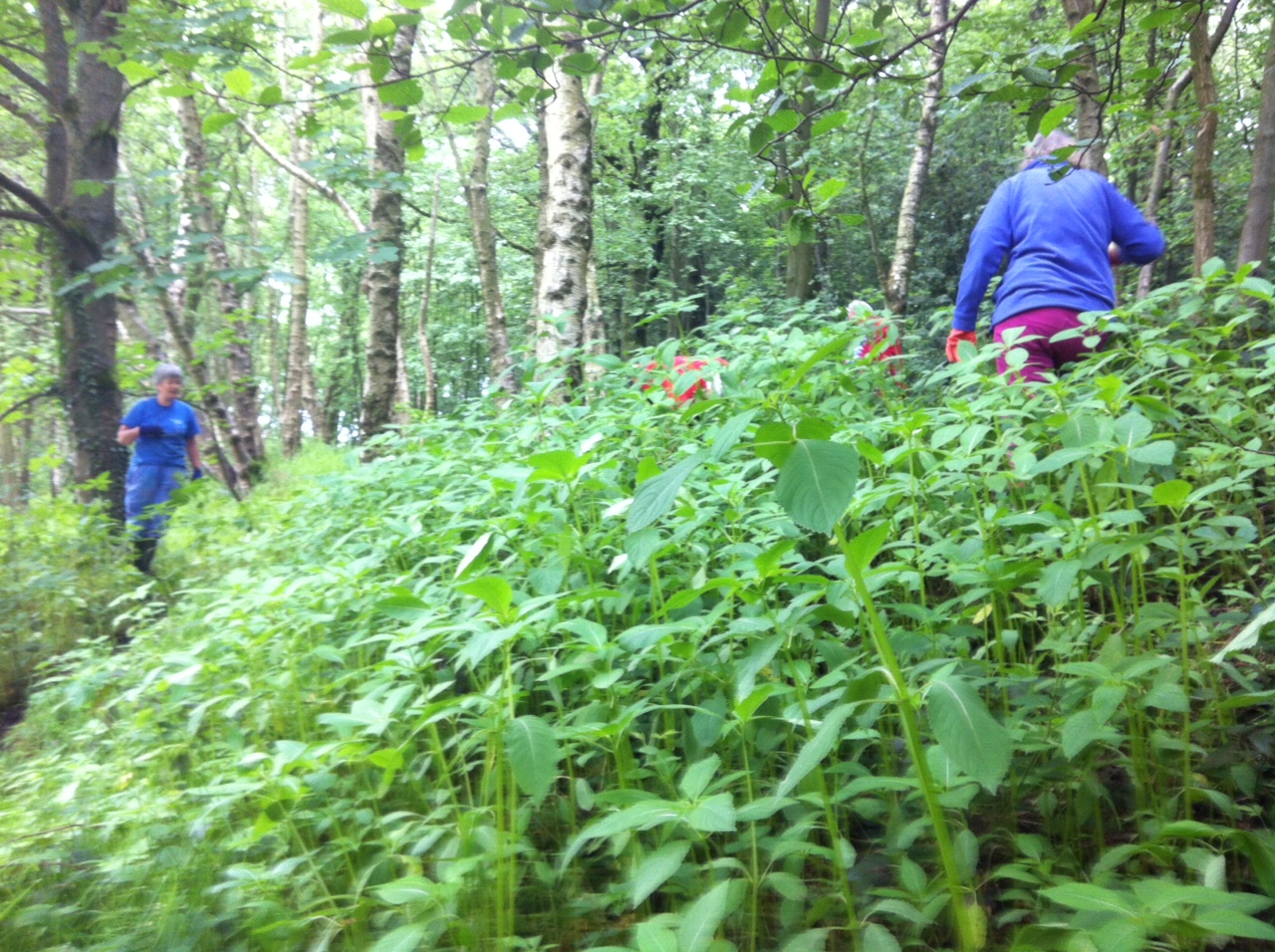 Himalayan balsam control - River Holme Connections