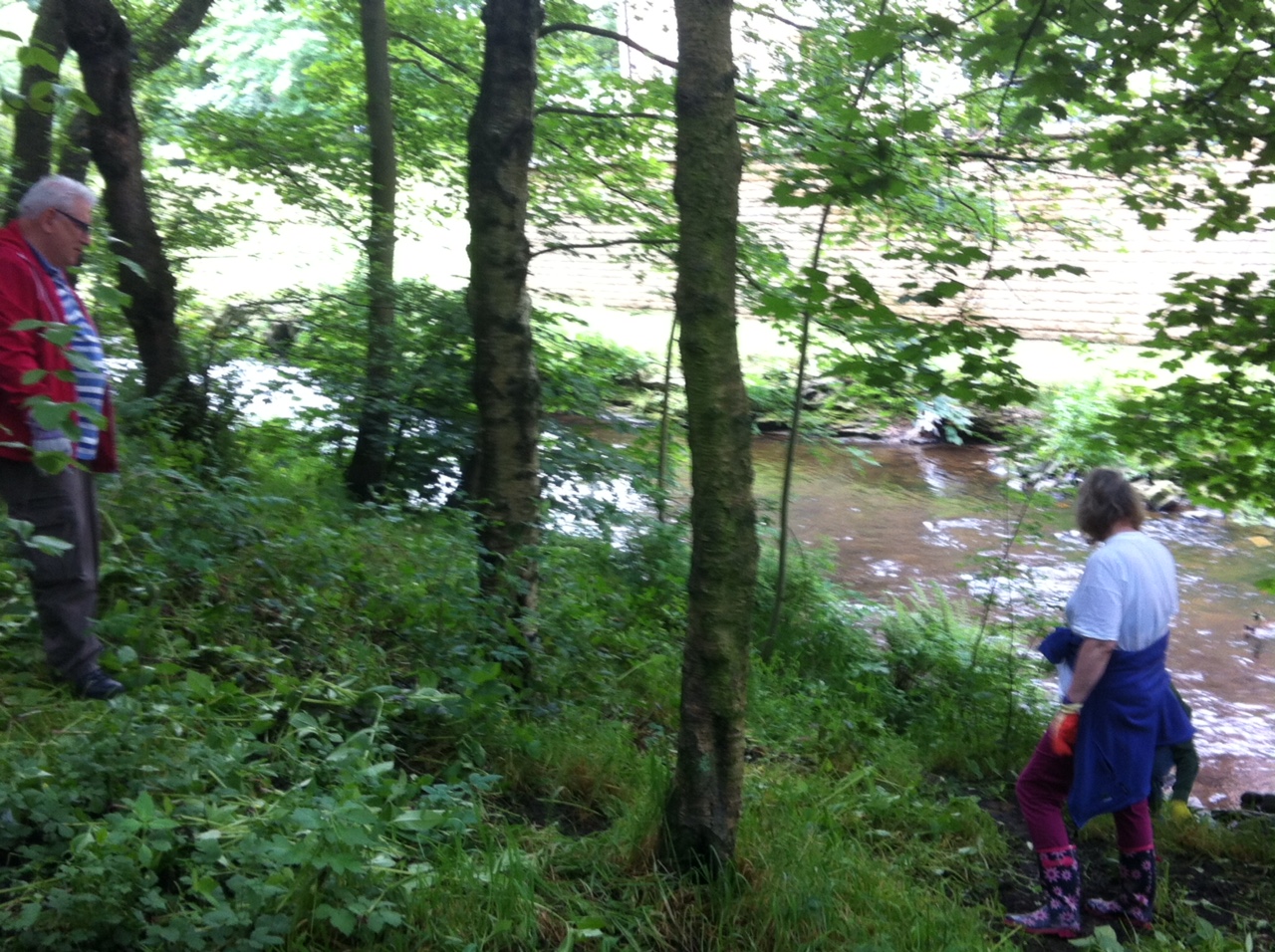 Himalayan balsam control - River Holme Connections