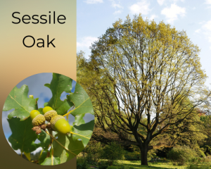 Native trees UK, identify tree species UK, River Holme Connections trees